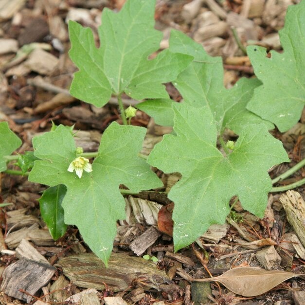 Bryony | RHS Advice
