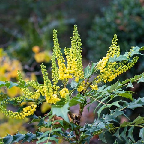 Damp Shade with Flower and Foliage Interest | RHS Advice