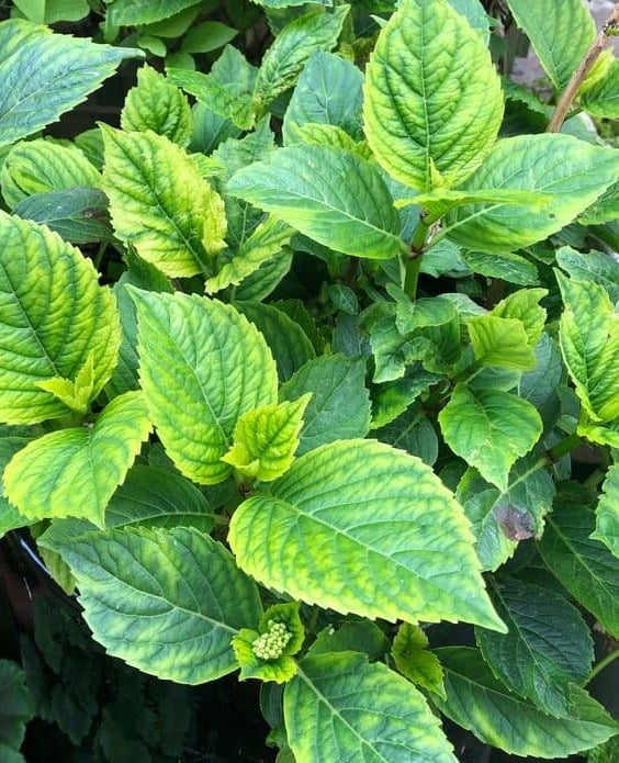 How to Help a Poorly Houseplant | RHS Advice