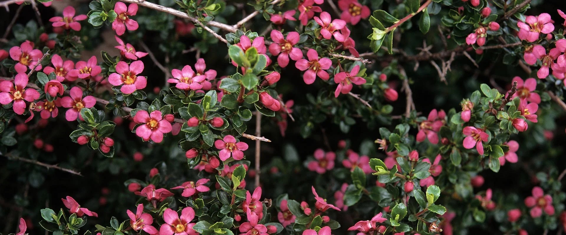 Escallonia / RHS Plant Guide