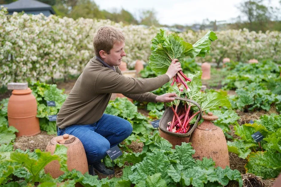 How to grow rhubarb | RHS Guide
