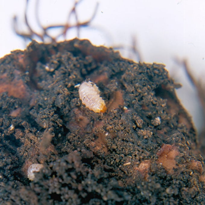Pea and Bean Weevil: Identification and Control | RHS Advice