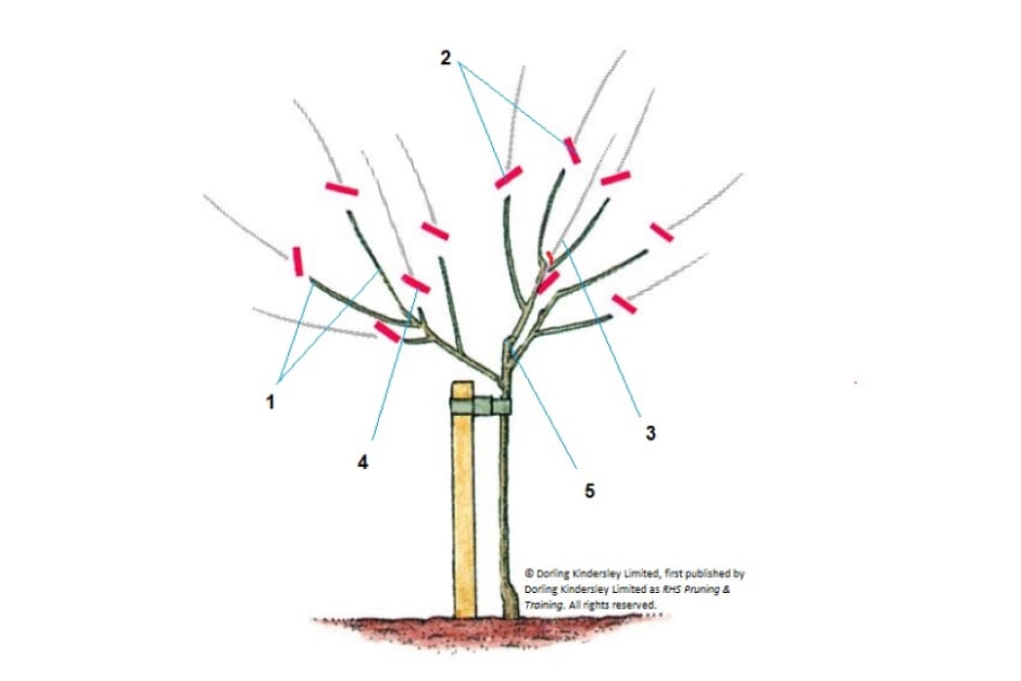 Apples and pears: pruning new trees | RHS Advice