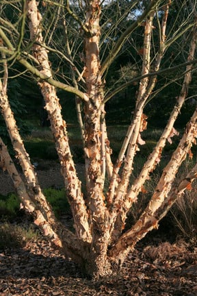 Coppicing: A Guide to Regenerative Pruning | RHS Advice