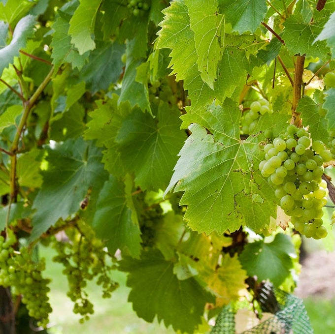 Grapes: pruning and training | RHS Advice