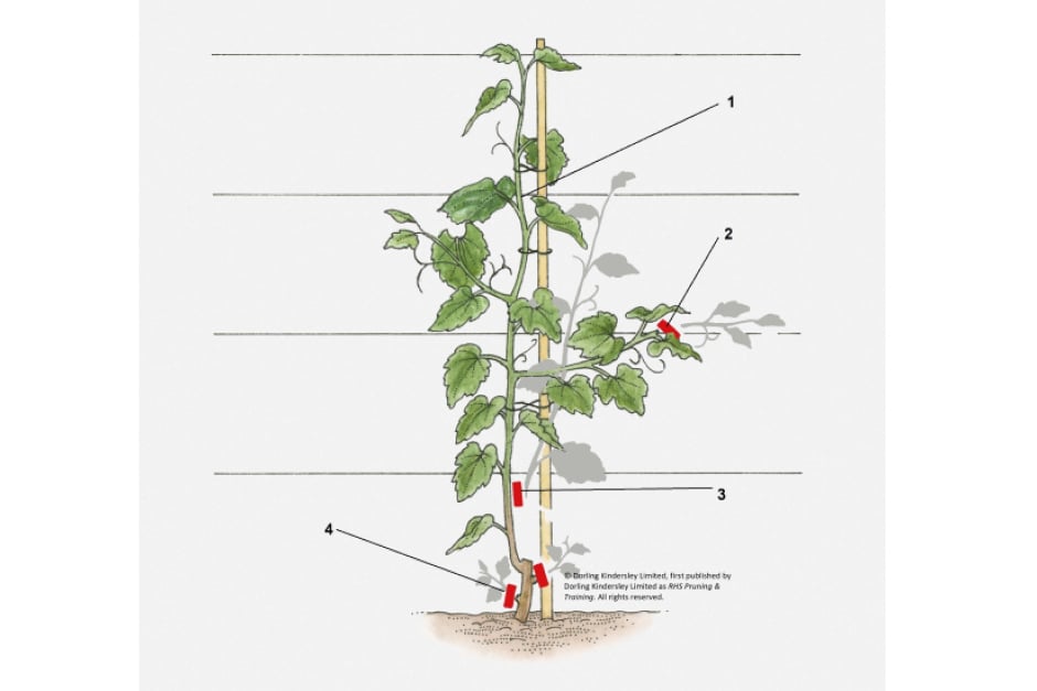 Grapes: Guyot training and pruning | RHS Advice