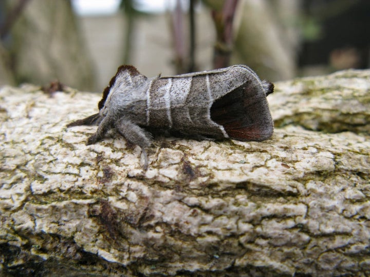 Moths in your garden | RHS Advice