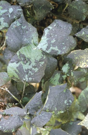 Conifer aphids | RHS Advice