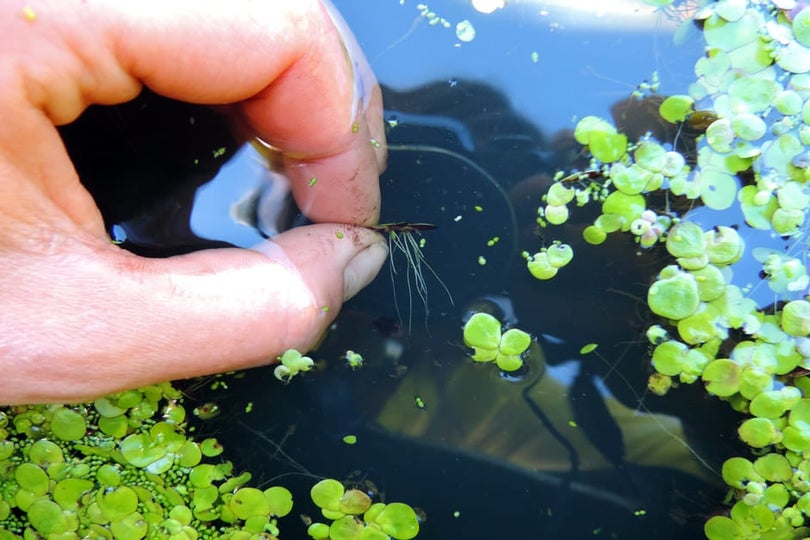 Duckweed | RHS Advice