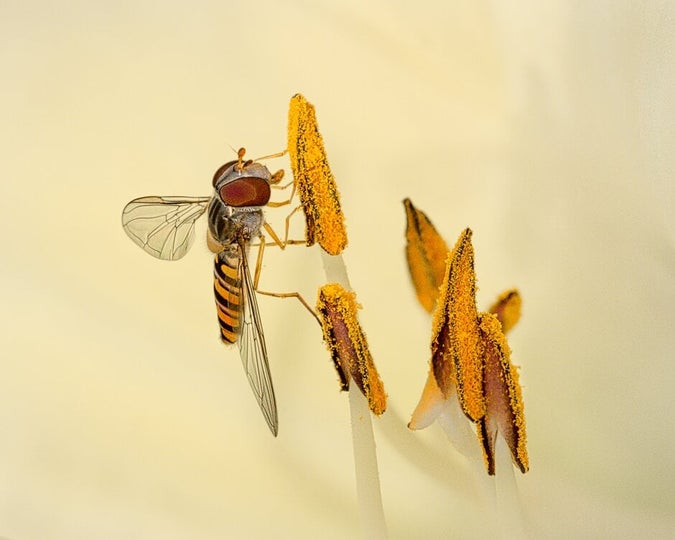 Hoverflies: Identification & Control | RHS Advice