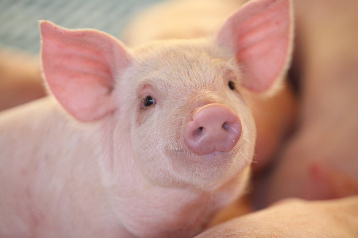 Elanco Sweden - Svin