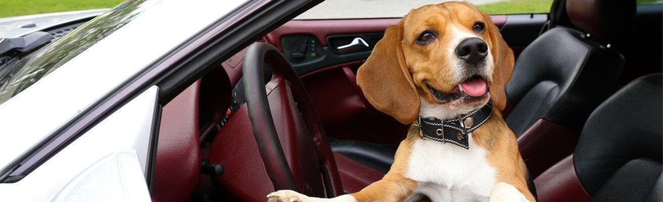 How to keep your dog safe in the car this summer | heycar