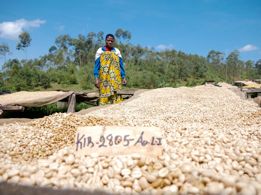 Sucafina: Yeast-Inoculated Fully Washed Dry Fermentation