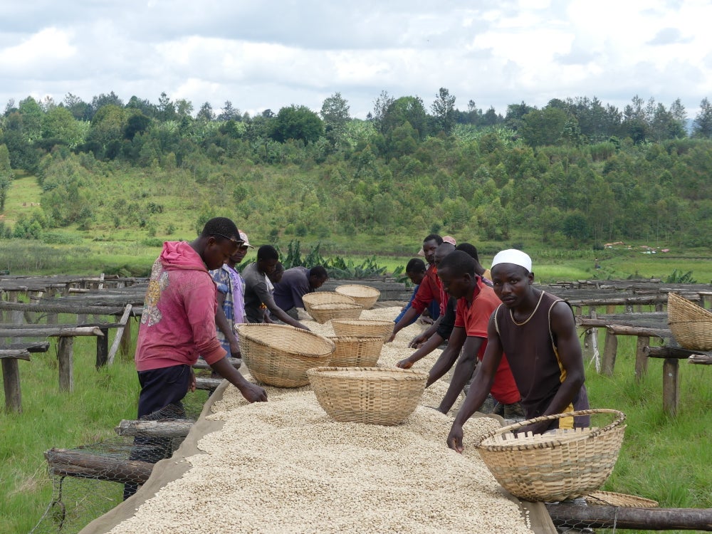 Sucafina: Mubuga Fully Washed