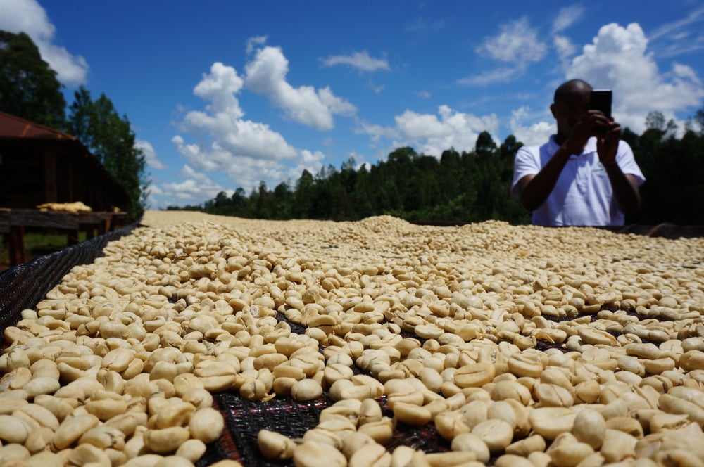 Sucafina: Mutitu AB - Nyeri