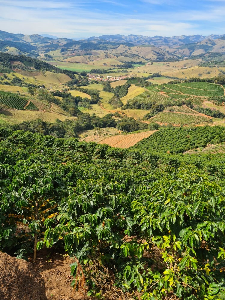 Sucafina: Cerrado Bioma Arara Natural