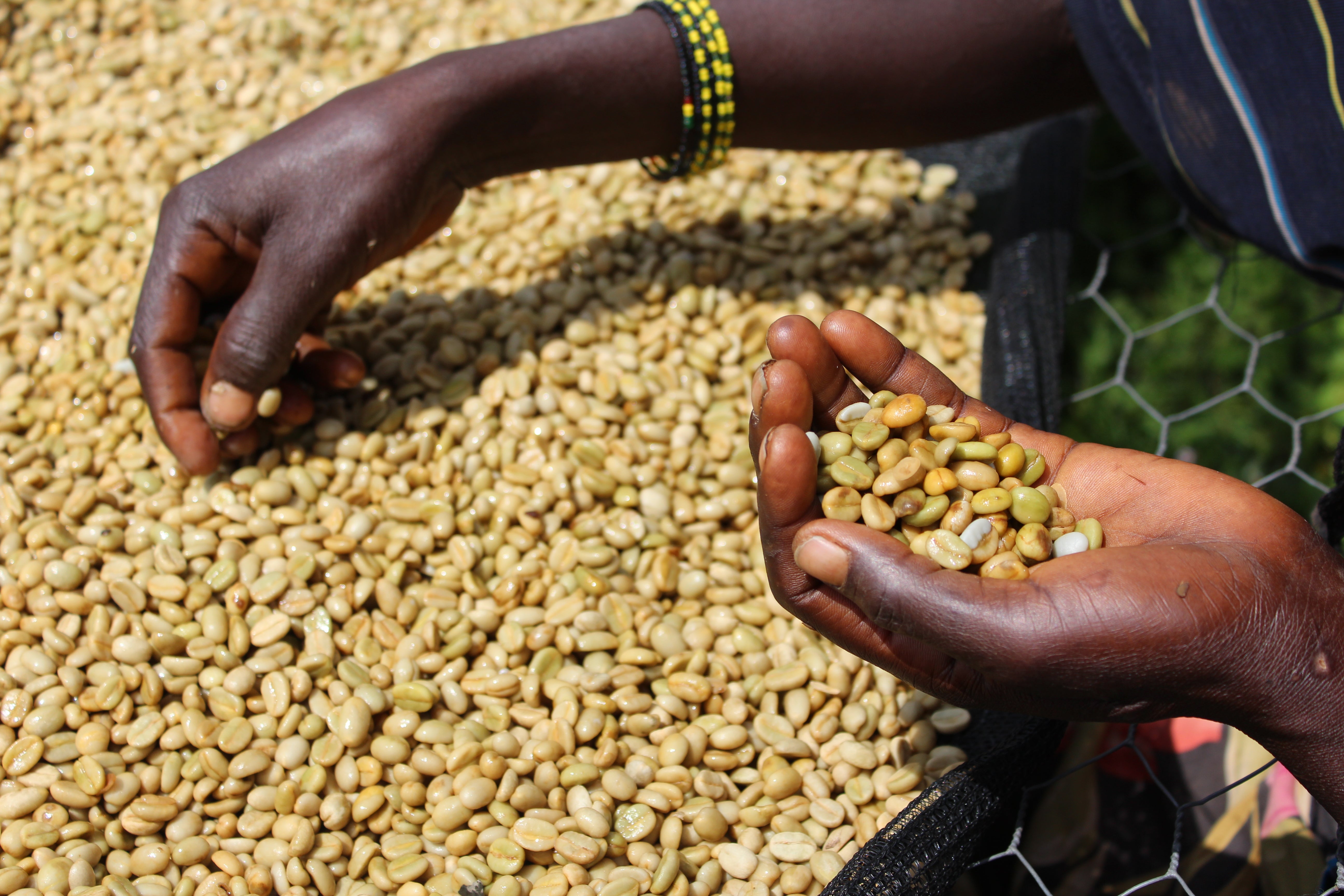 Sucafina: Yeast-Inoculated Fully Washed Dry Fermentation