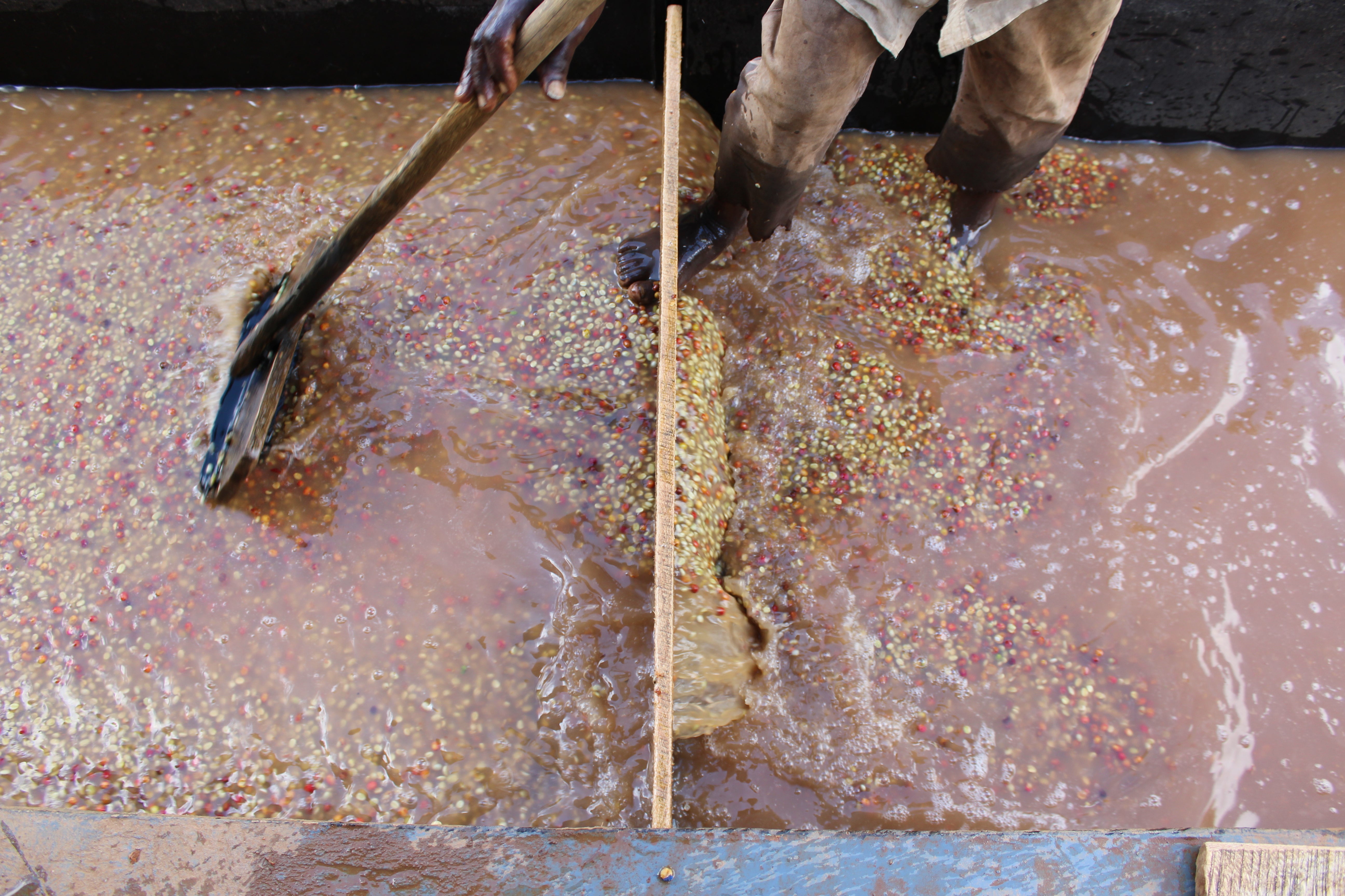 Sucafina: Yeast-Inoculated Fully Washed Dry Fermentation