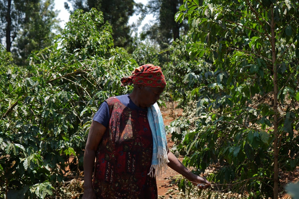 Sucafina: Mukunga Kiambu AB