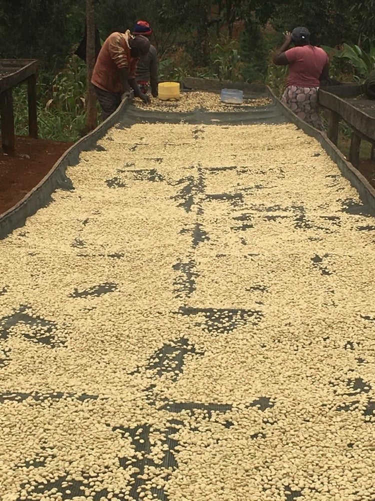 Sucafina Specialty: Mukunga Kiambu AA