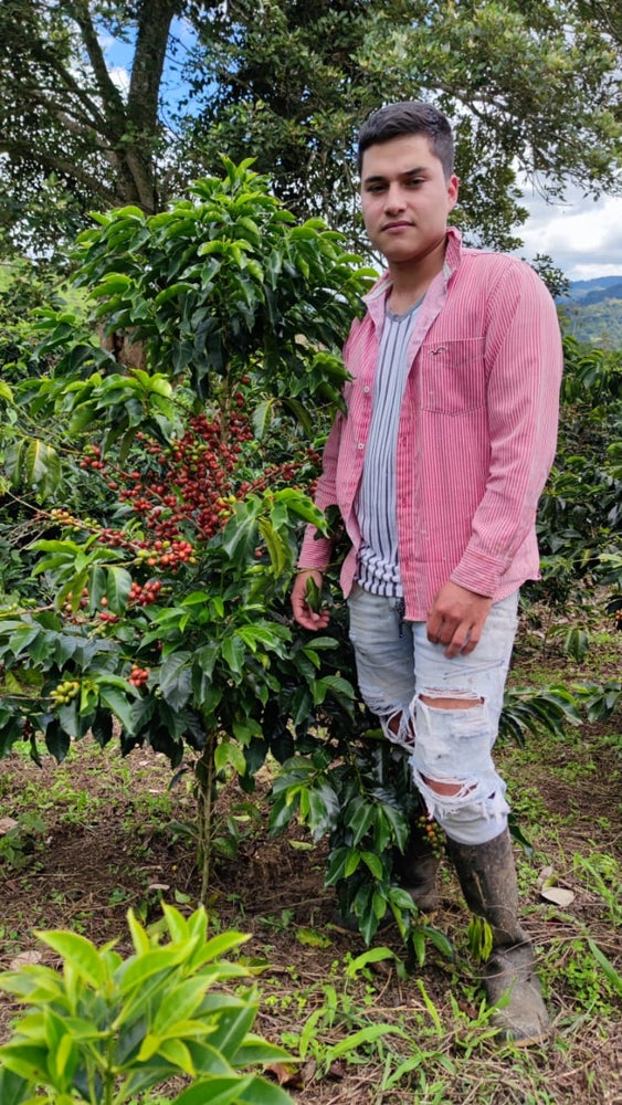 Sucafina: Luis Anibal Pink Bourbon FW