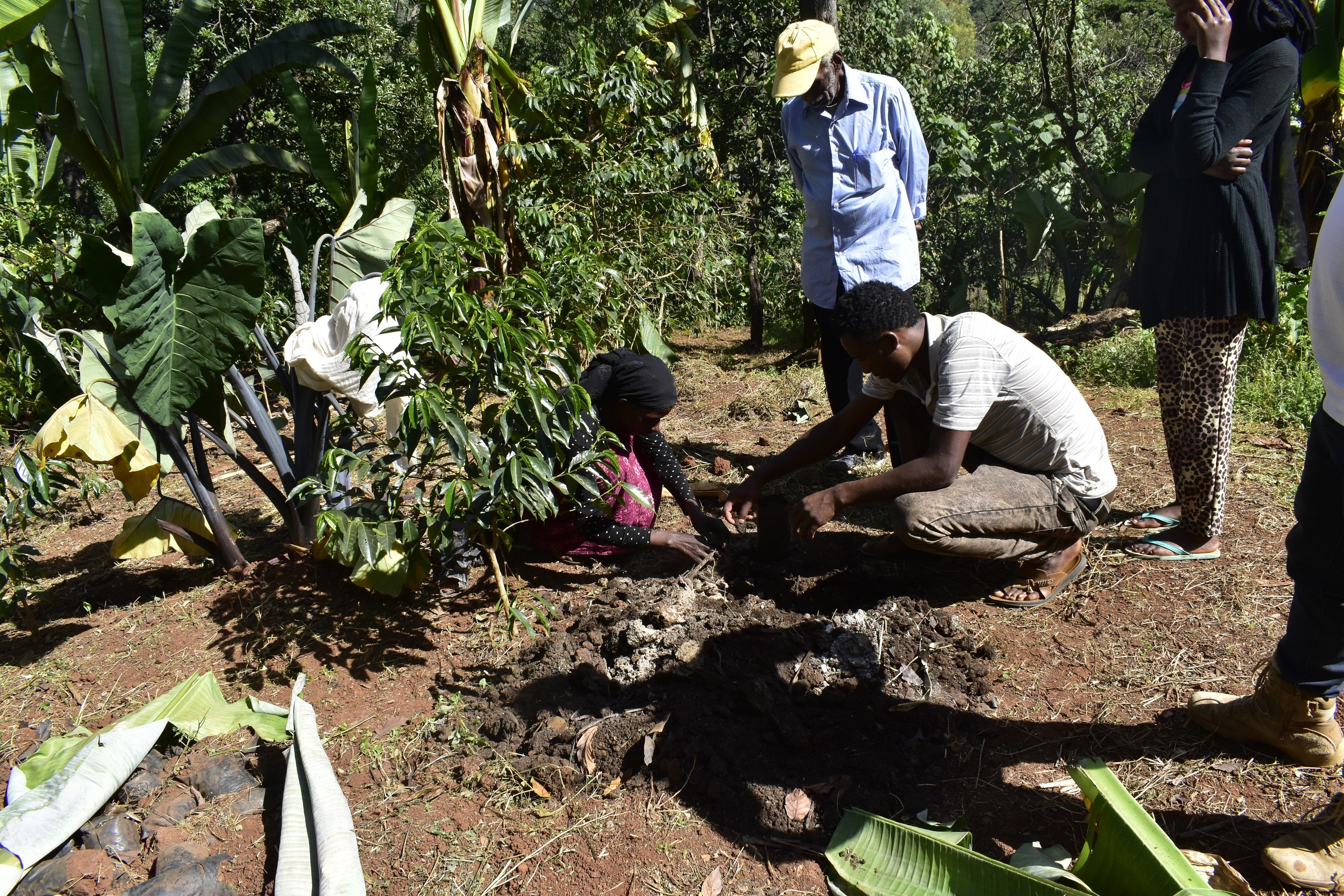 Sucafina: Lalisaa Project