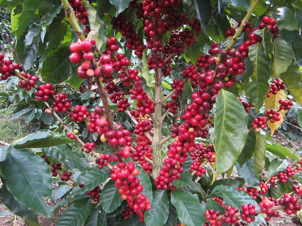 Sucafina: Las Hortensias Red Catuai FW
