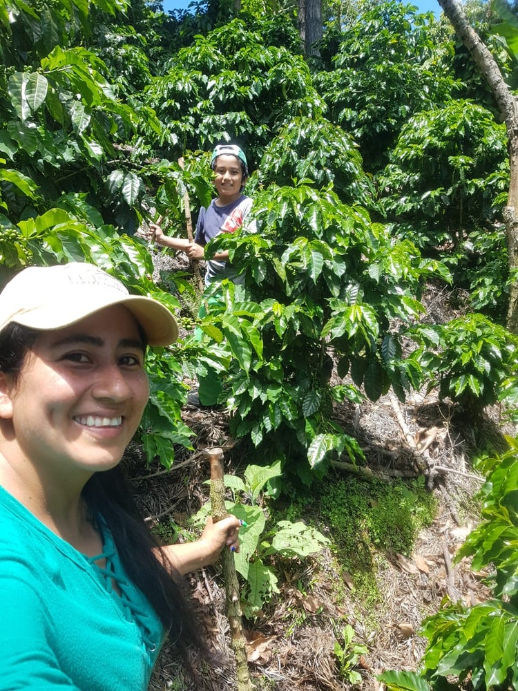 Sucafina: El Pinal Maracaturra FW