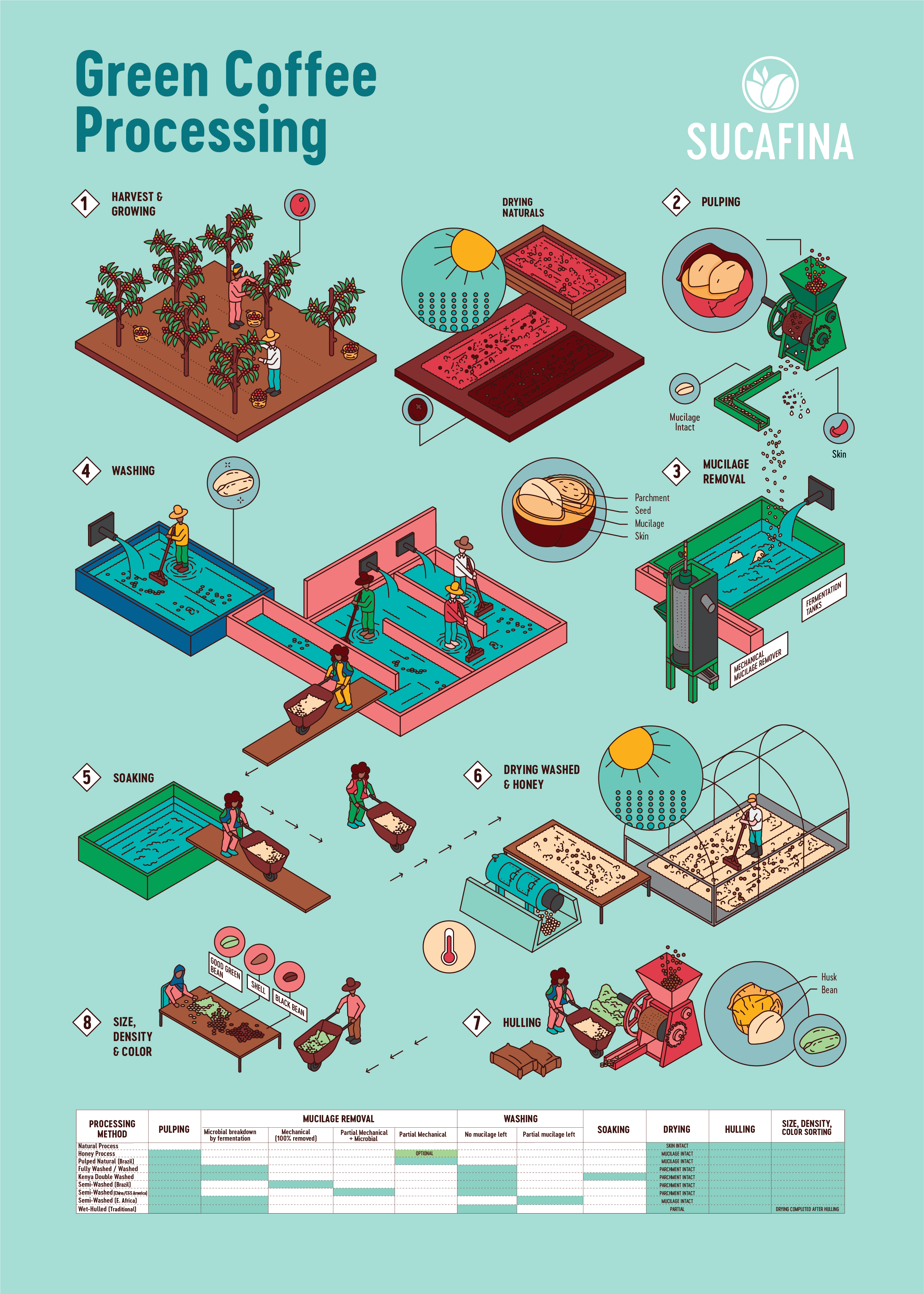 Sucafina: Sucafina's Coffee Processing Poster