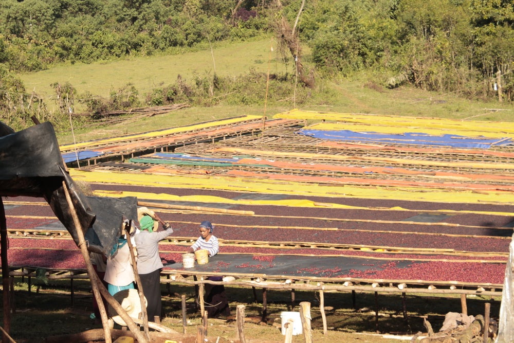 Sucafina: Nebso Abadega - Bashasha Single Farm Natural Djimma