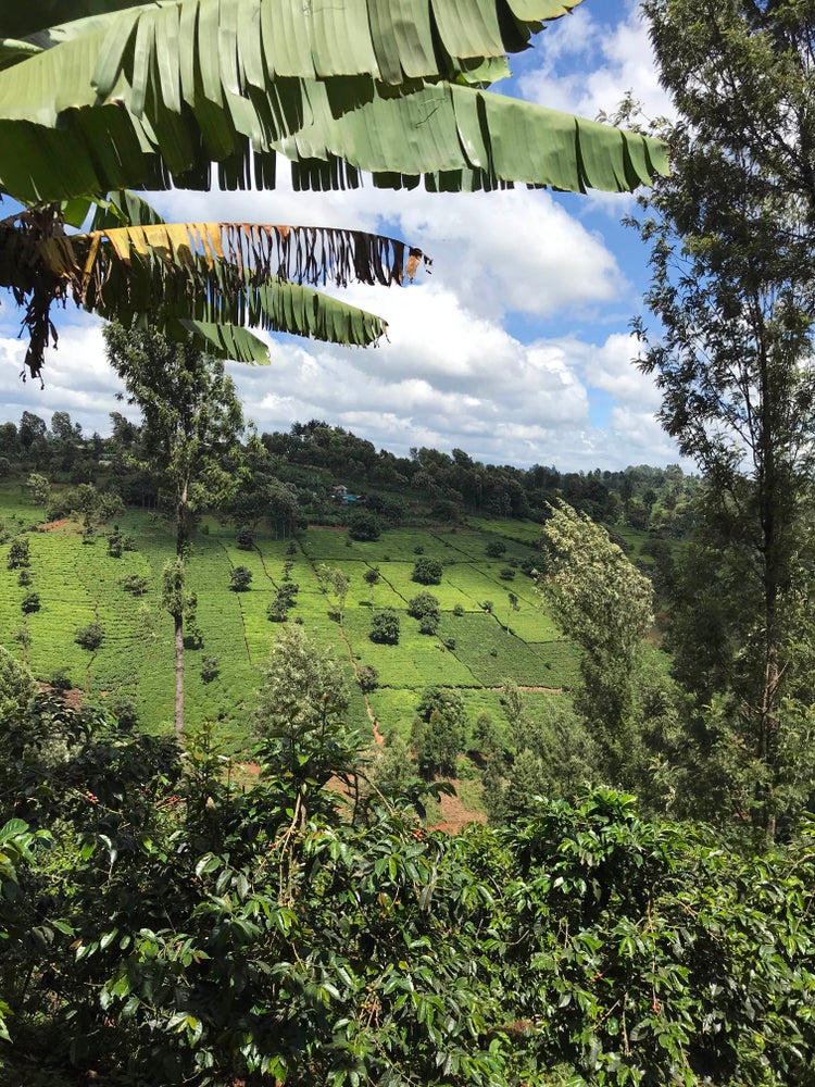 Sucafina: Gifted Kiambu AA