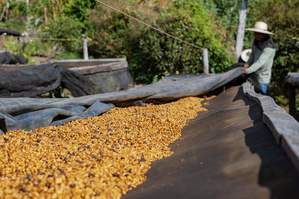 Sucafina: Las Brisas Carlos Pola Pacamara Honey