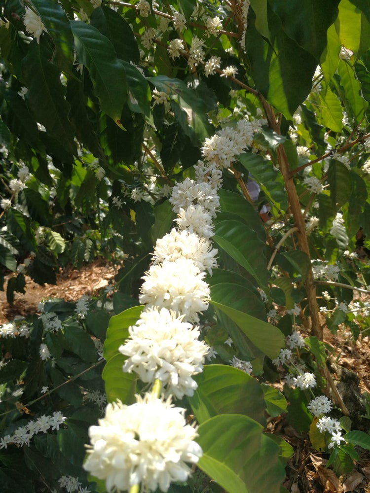 Sucafina Specialty: Rosma FW