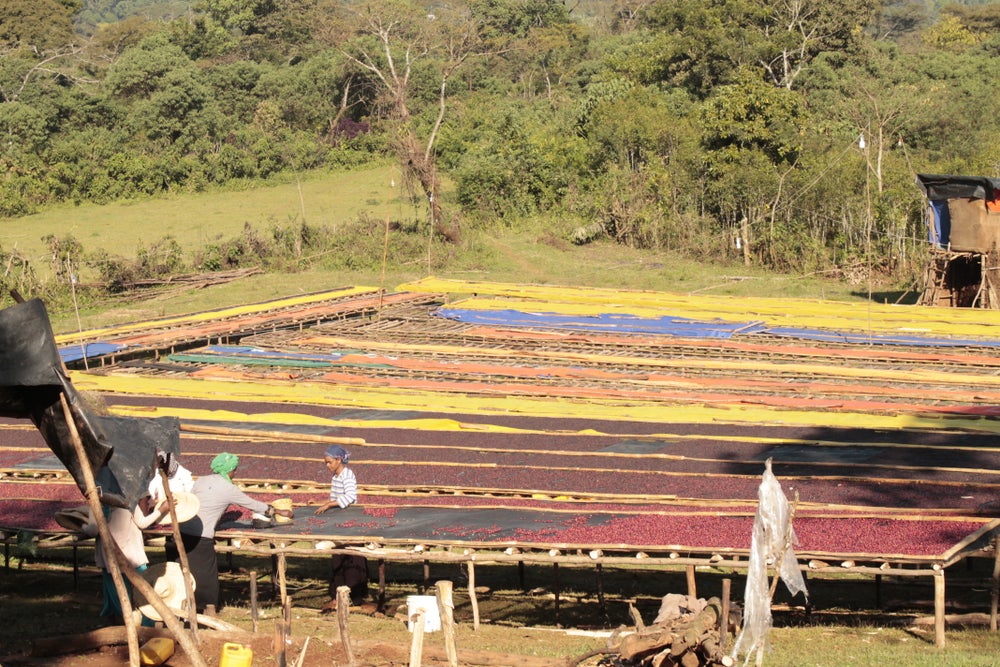 Sucafina: Getenet Jafa (Bashasha Smallholders) Gr. 1 Natural