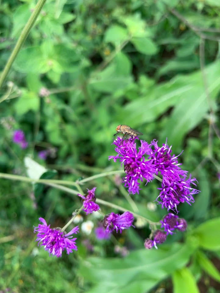 Sucafina Specialty: Ngewa-Komothai Kiambu AB