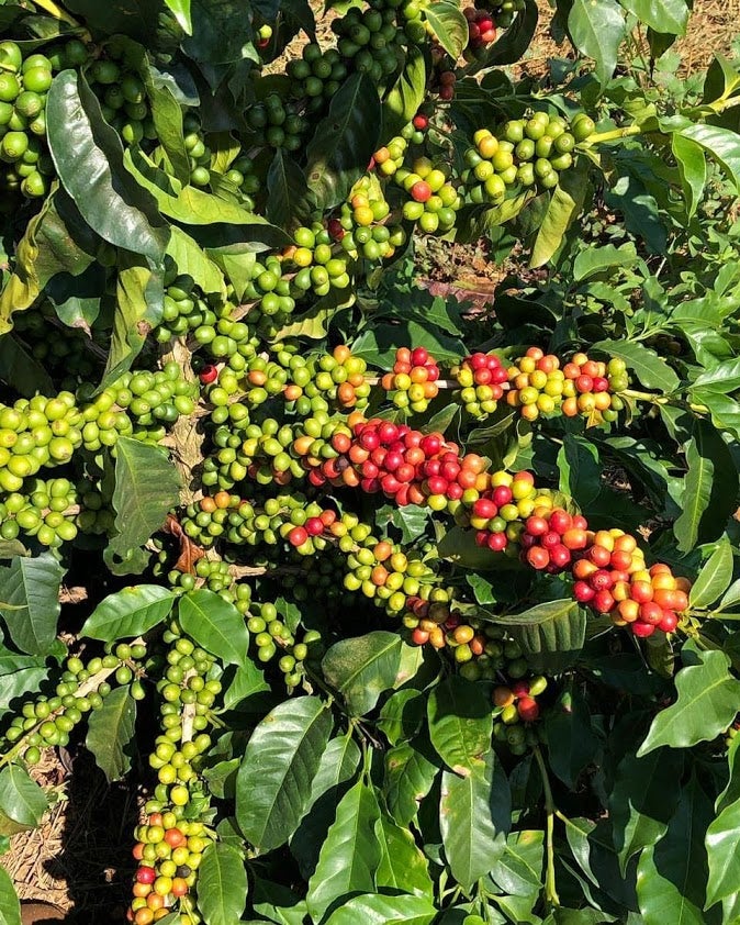 Sucafina Specialty: Cooxupé PN Farmer Connect