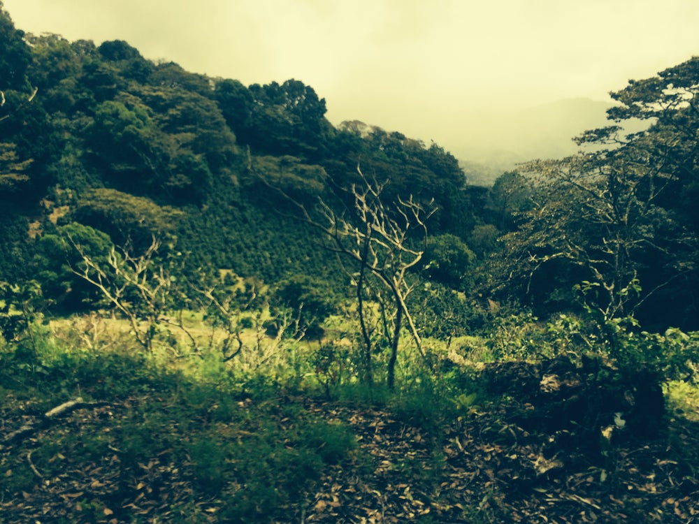 Sucafina: Elida Geisha Natural