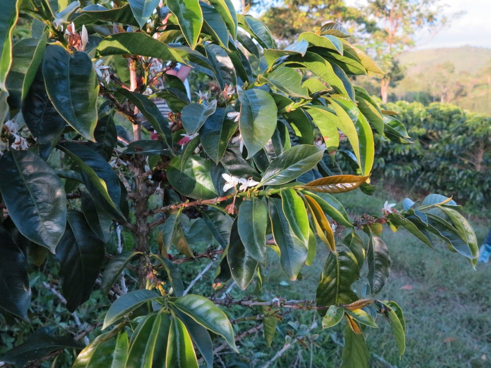 Sucafina: Ana Bolaños Ombligon FW