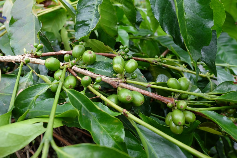 Sucafina: KKGO Sumatra DP Gr. 1 FTO