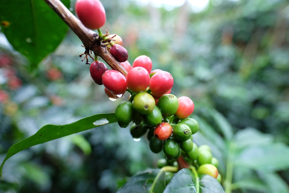 Sucafina: Unen Choit FTO