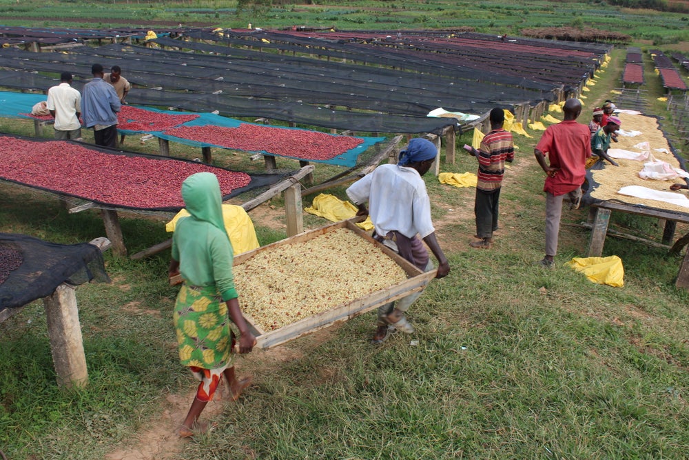 Sucafina Specialty: Nemba Kayanza FW