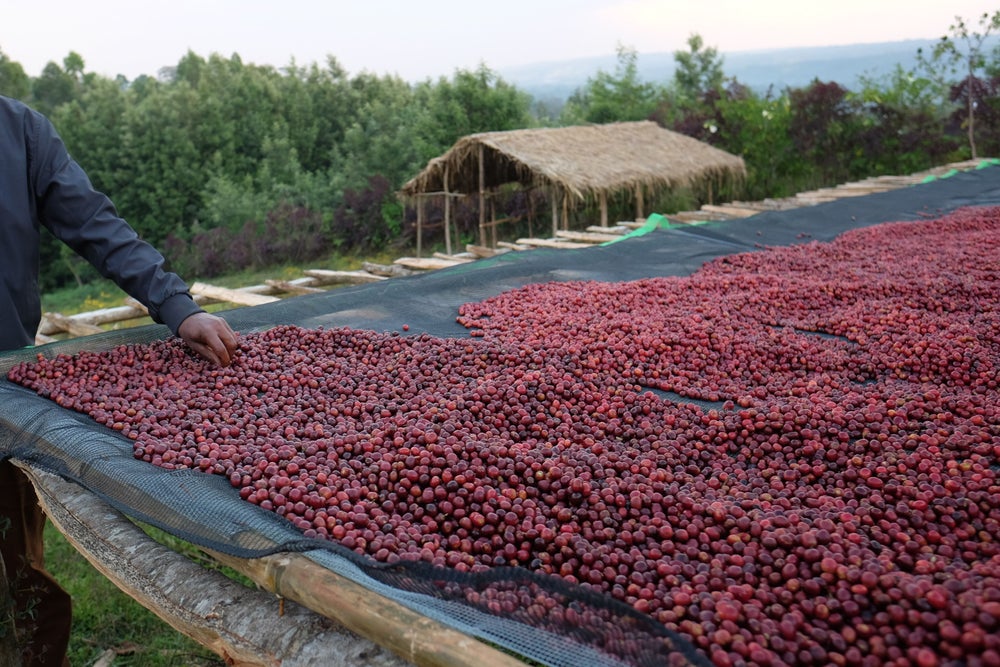 Sucafina: Khalid Kemal - Bashasha Single Farm Natural Djimma