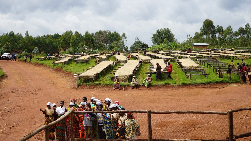 Sucafina Specialty: Mubuga Natural Scr. 15+