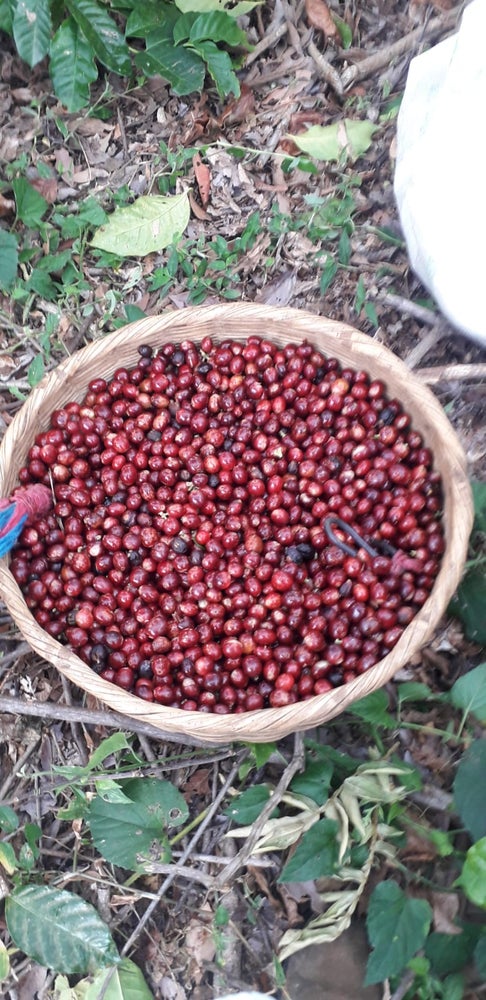 Sucafina: Finca Omoma FW