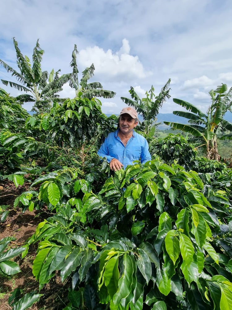 Sucafina: El Recreo Alirio Rodriguez Castillo Natural