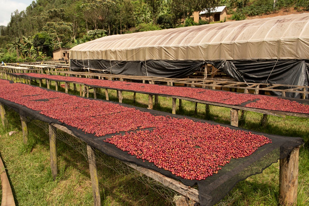 Sucafina: Regional Natural Scr. 15+