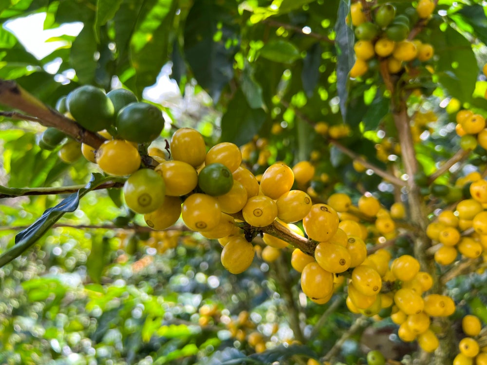 Sucafina: Agua Sarca Yellow Catuai Anaerobic Natural