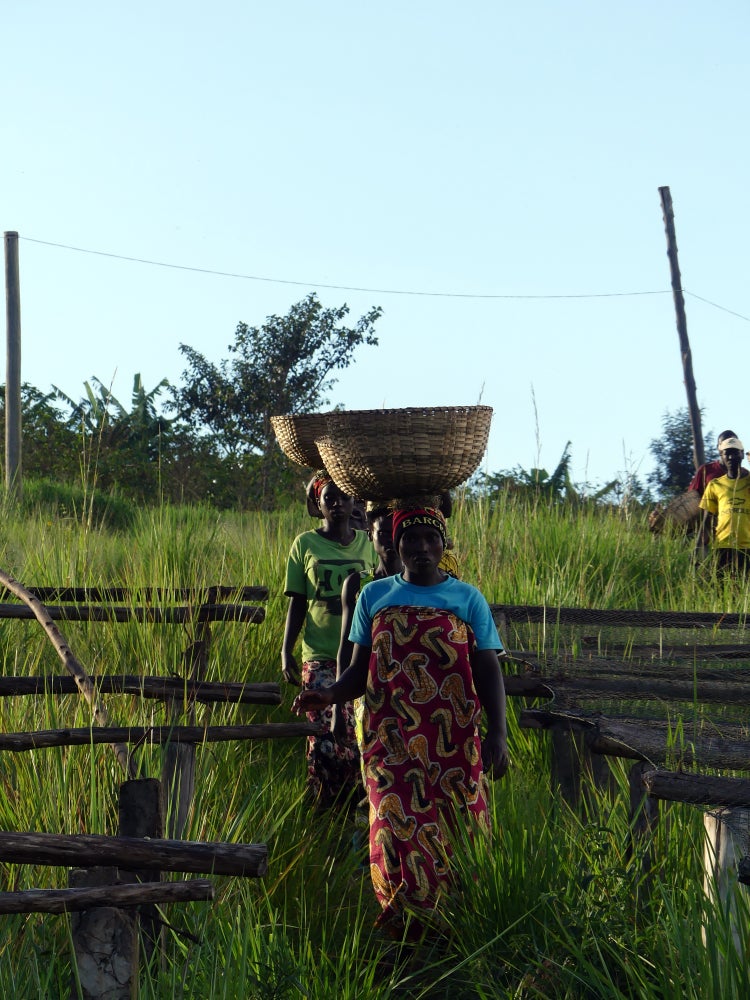 Sucafina: Rimiro Natural RA