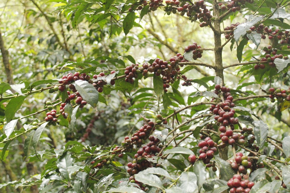 Sucafina: Biftu Gudina FW Limu G1