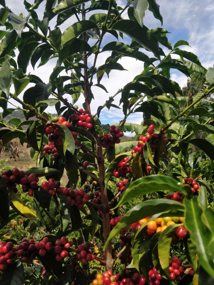 Sucafina: Comunidad Santa Cruz Tarrazu Fully Washed